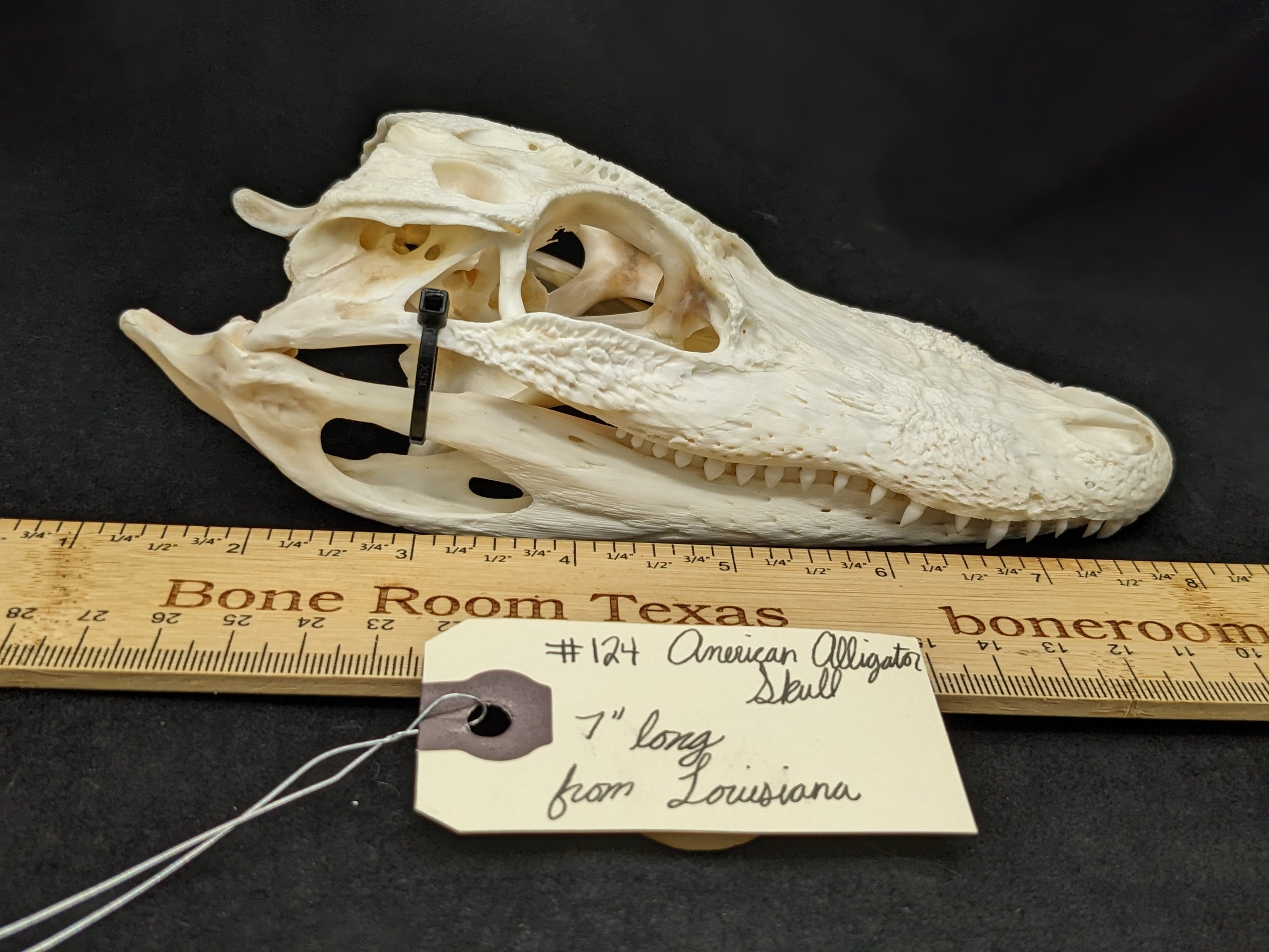 Alligator Skull